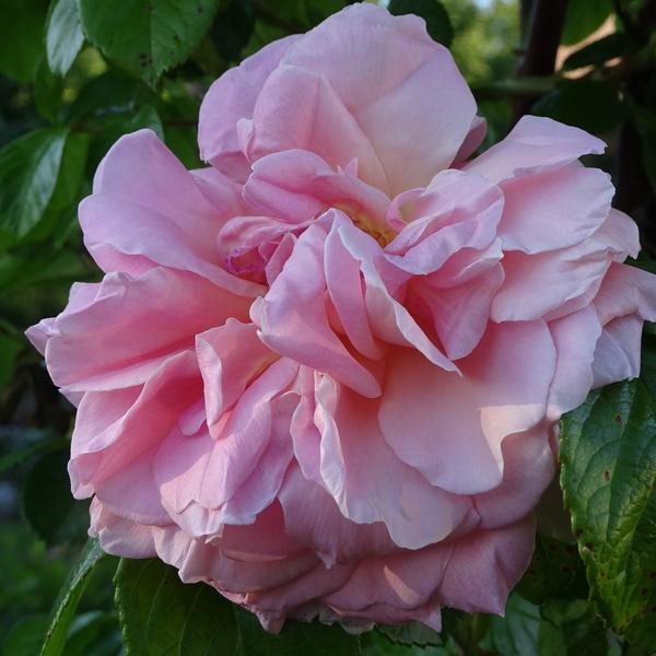 Photo of the bloom of Rose (Rosa 'Vanguard') posted by Orsola - Garden.org