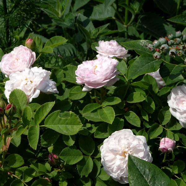 Rose (Rosa 'Pompon Blanc Parfait') in the Roses Database - Garden.org