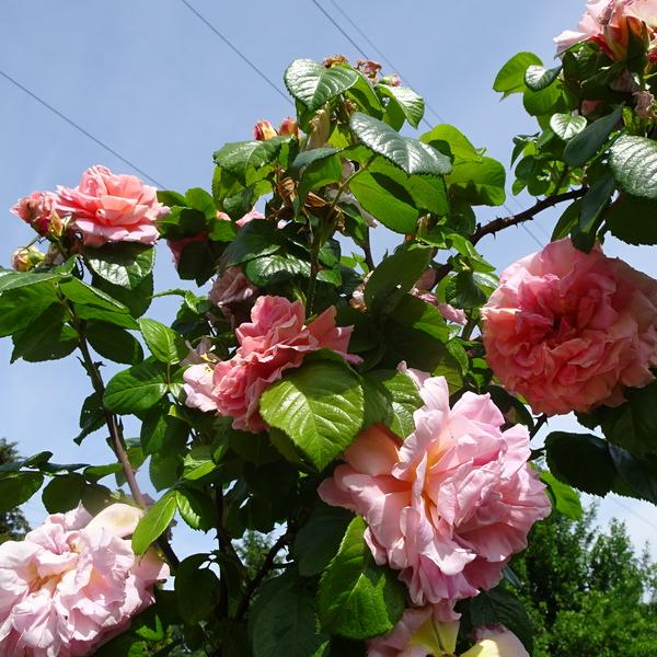 Photo of the bloom of Rose (Rosa 'Vanguard') posted by Orsola - Garden.org