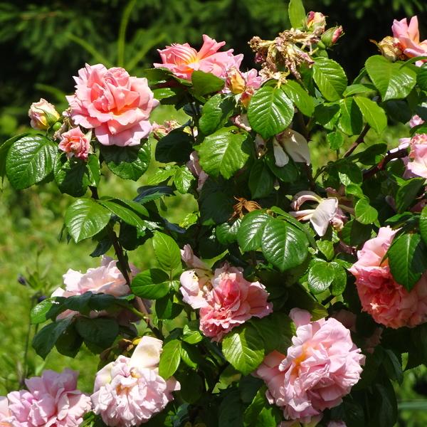 Photo of the entire plant of Rose (Rosa 'Vanguard') posted by Orsola ...