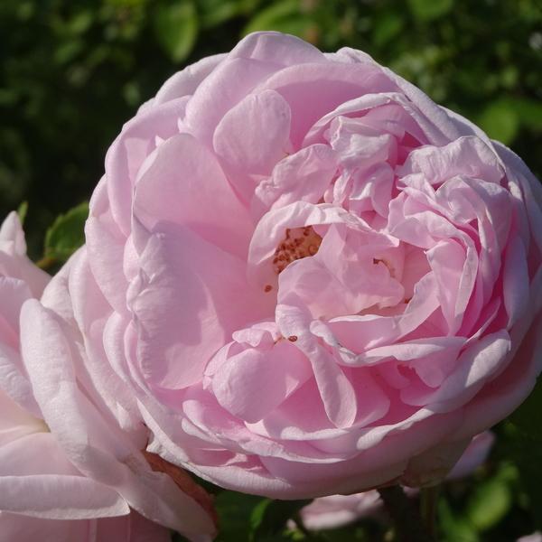 Photo of the bloom of Rose (Rosa 'Gloire des Mousseuses') posted by ...
