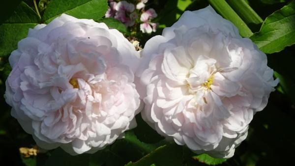 Photo of the bloom of Rose (Rosa 'Felicite Parmentier') posted by ...