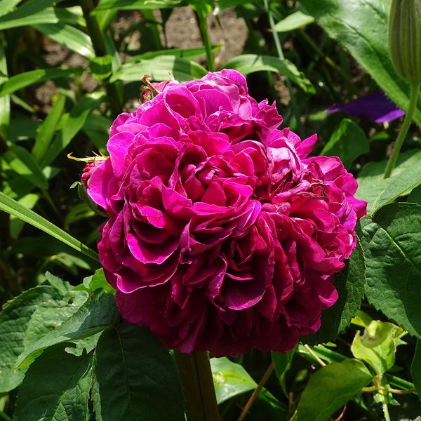 Photo of the bloom of Rose (Rosa 'Rose du Roi a Fleurs Pourpres ...