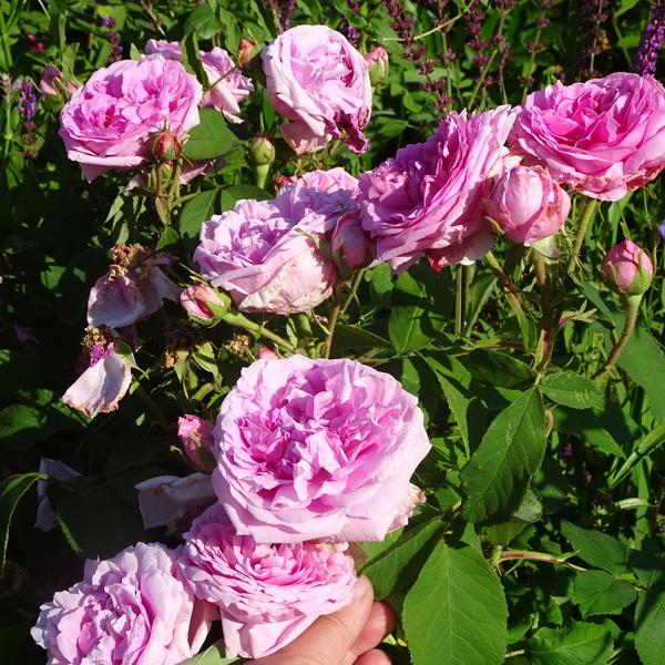 Photo of the bloom of Rose (Rosa 'Comte de Chambord') posted by Orsola ...