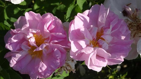 Photo of the bloom of Rose (Rosa 'Amelia') posted by Orsola - Garden.org