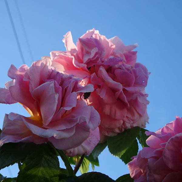 Photo of the bloom of Rose (Rosa 'Vanguard') posted by Orsola - Garden.org