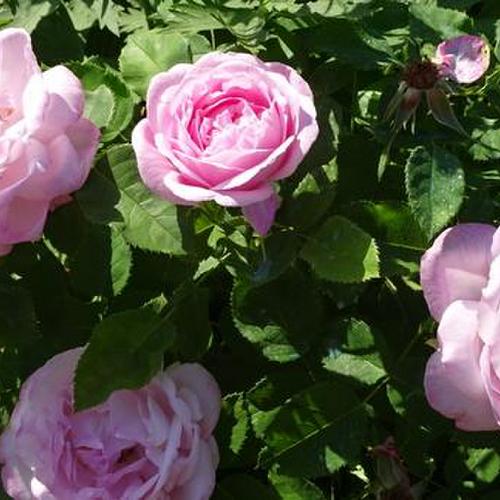 Rose (Rosa 'Baroness Rothschild') in the Roses Database - Garden.org