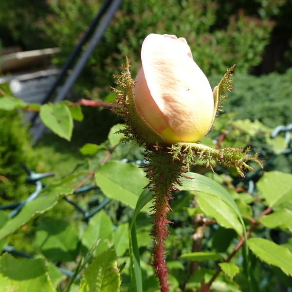 Photo of the closeup of buds, sepals and receptacles of Rose (Rosa 'Robert Leopold') posted by ...