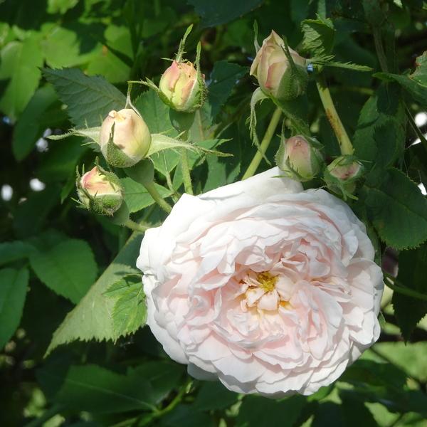 Photo of the bloom of Rose (Rosa 'Coquette des Blanches') posted by ...