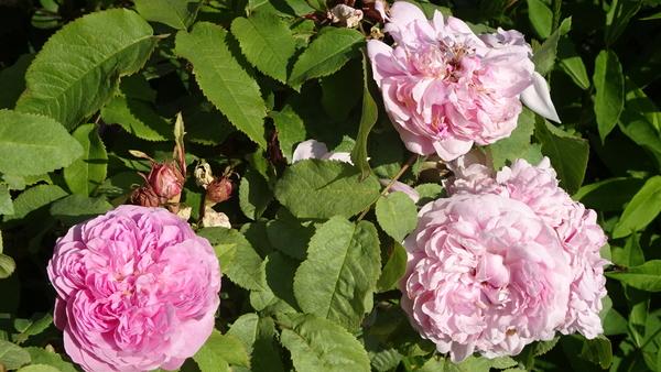 Photo of the bloom of Rose (Rosa 'Marchesa Boccella') posted by Orsola ...