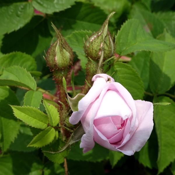 Photo of the closeup of buds, sepals and receptacles of Rose (Rosa 'Gloire des Mousseuses ...