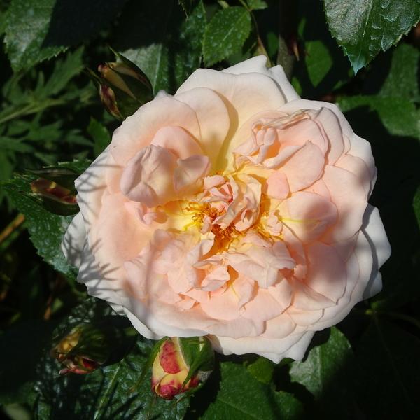 Photo of the bloom of Rose (Rosa 'Versigny') posted by Orsola - Garden.org