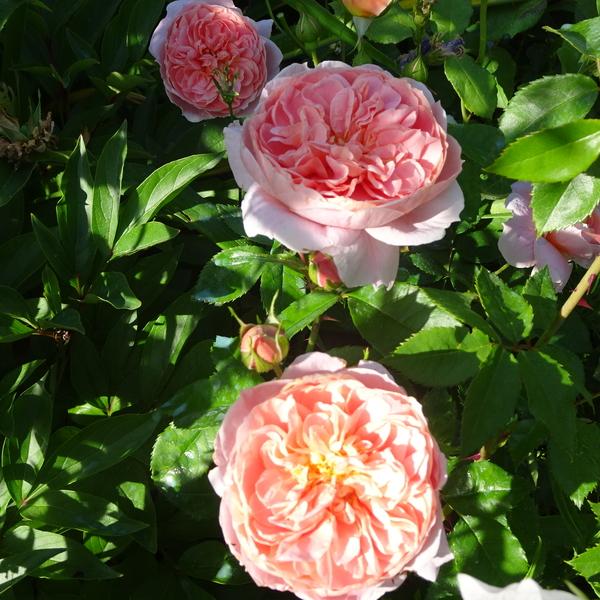 Photo of the bloom of Rose (Rosa 'Colette') posted by Orsola - Garden.org