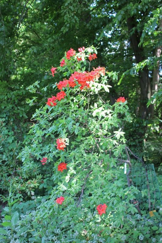 Photo of the entire plant of Azalea (Rhododendron 'Fireball') posted by ...