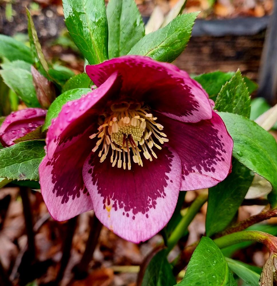 Photo of the bloom of Hellebore (Helleborus 'Berry Splash') posted by ...