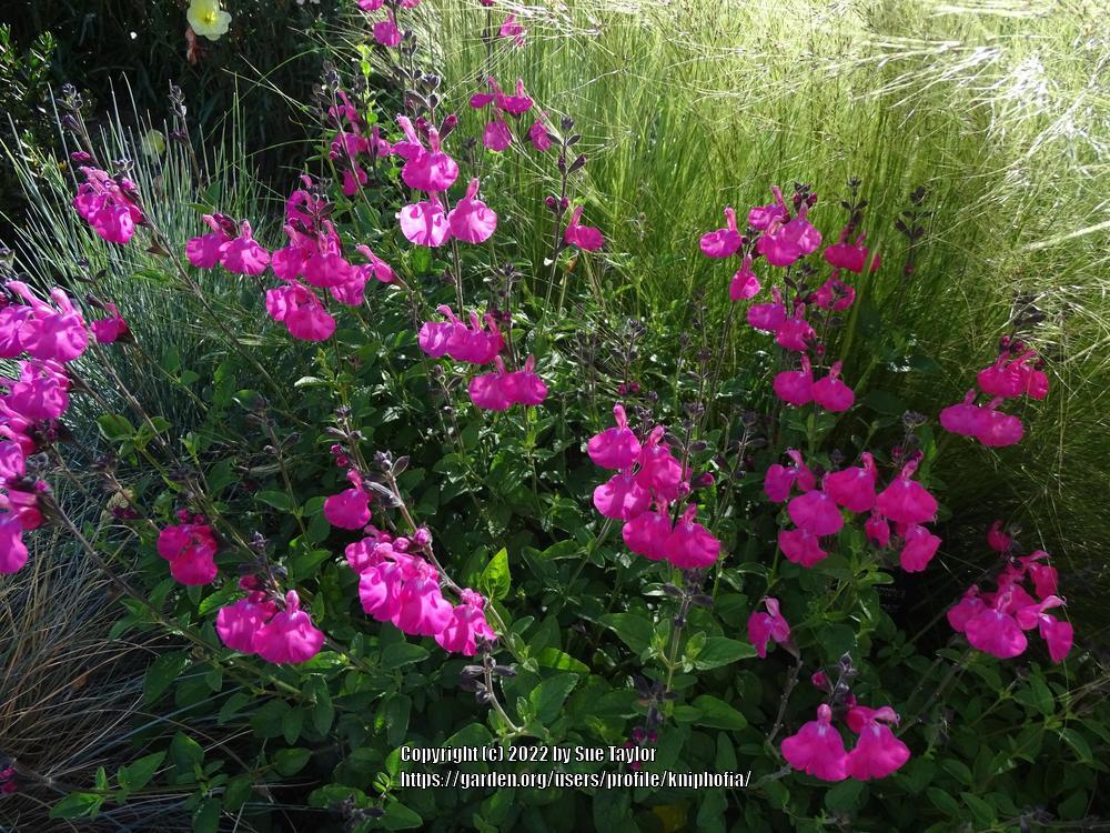 Photo of the entire plant of Baby Sage (Salvia microphylla 'Wild ...