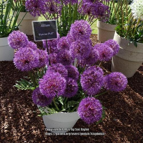 Ornamental Onion (Allium 'Powder Puff') - Garden.org