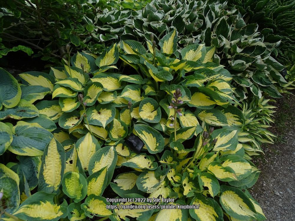 Photo of the entire plant of Hosta 'Forbidden Fruit' posted by ...