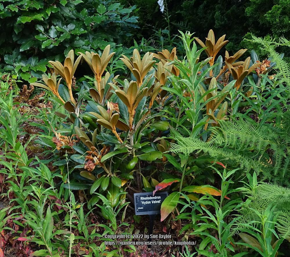Photo of the entire plant of Rhododendron 'Hydon Velvet' posted by ...