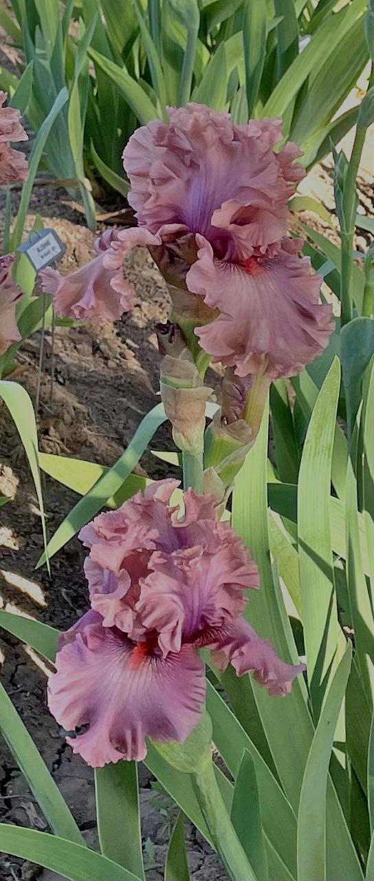 Photo of the entire plant of Tall Bearded Iris (Iris 'Good Morning ...