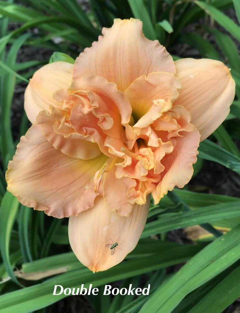 Photo of the bloom of Daylily (Hemerocallis 'Double Booked') posted by nancyindg - Garden.org