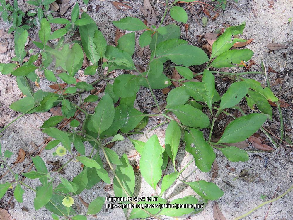 Photo of the entire plant of Walter's Ground-cherry (Physalis walteri ...