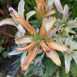 Lily (Lilium 'Must See') in the Lilies Database - Garden.org