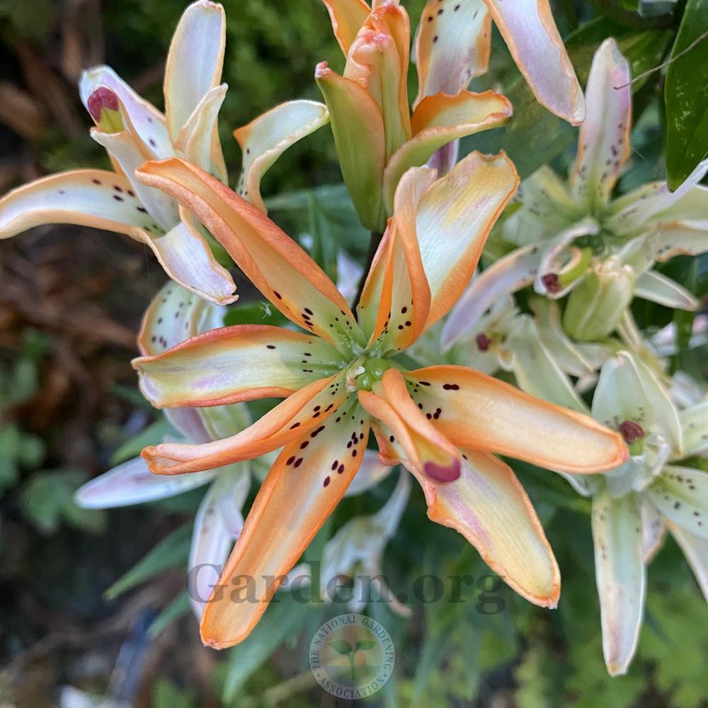 Photo of the bloom of Lily (Lilium 'Must See') posted by springcolor ...