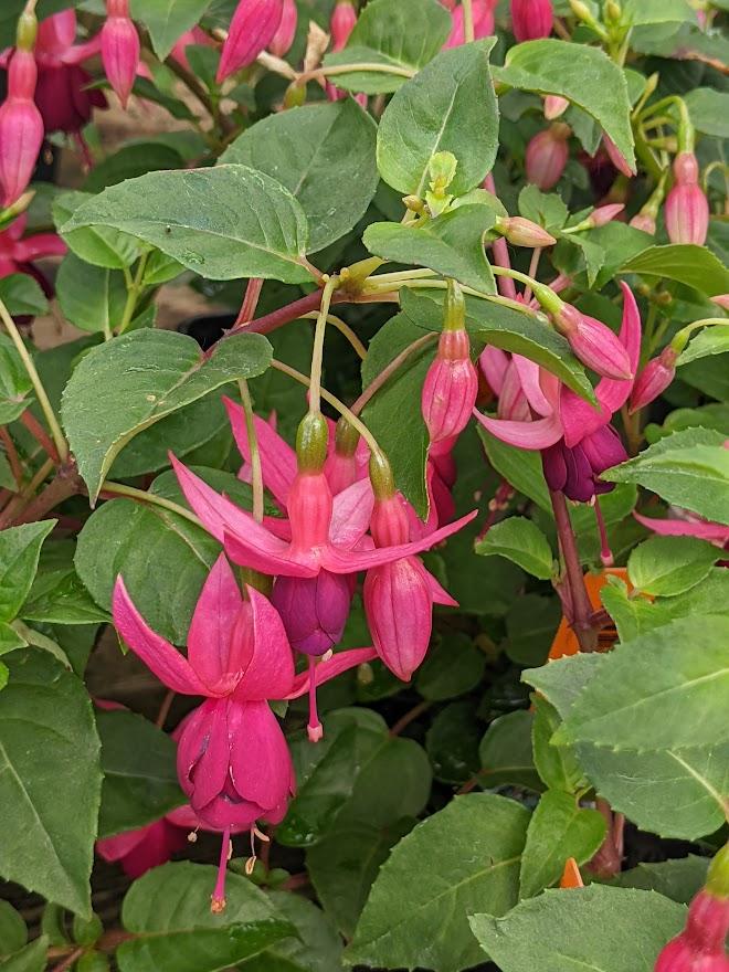 Photo of the entire plant of Lady's Eardrops (Fuchsia 'President George ...