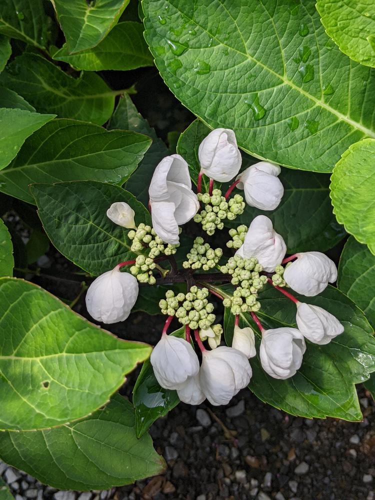 Photo of the closeup of buds, sepals and receptacles of Bigleaf ...