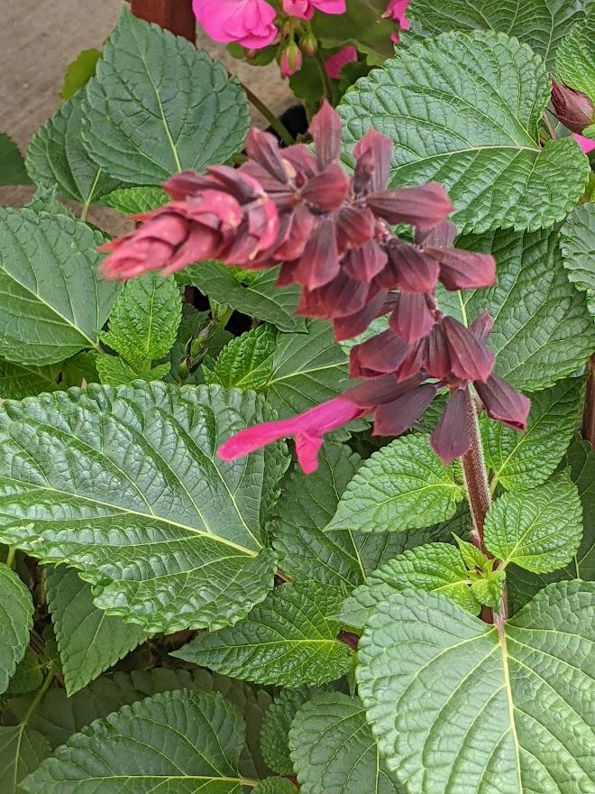 Photo of the bloom of Salvia Rockin'® Fuchsia posted by Joy - Garden.org