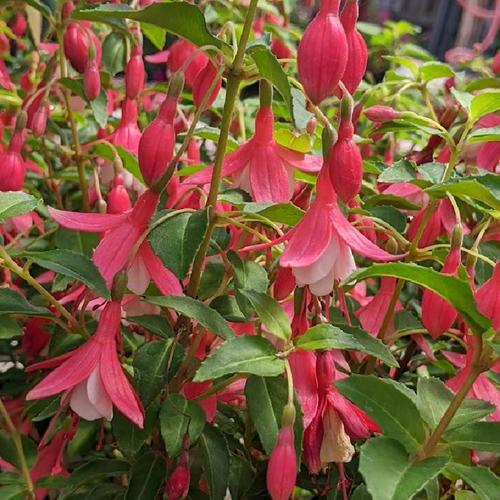 Hardy Fuchsia (Fuchsia 'Lady Thumb') in the Fuchsias Database - Garden.org