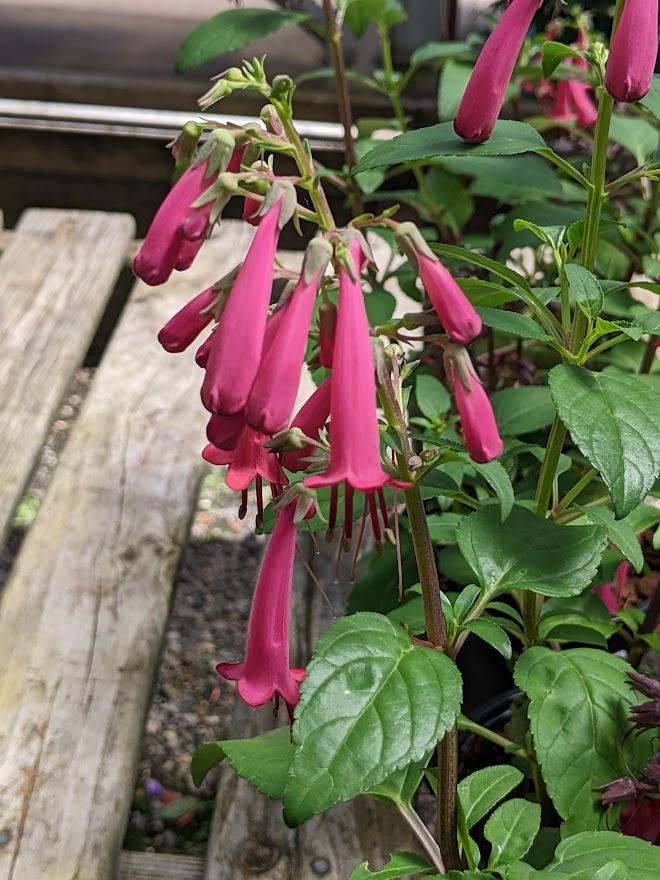 Cape Fuchsia (Phygelius CandyDrops™ Deep Rose) - Garden.org