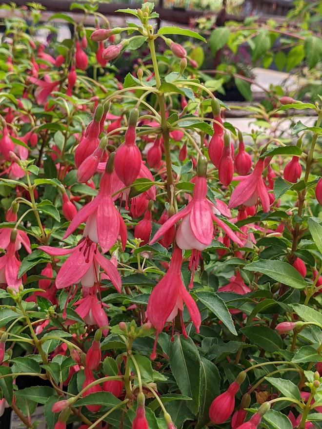 Photo of the bloom of Hardy Fuchsia (Fuchsia 'Lady Thumb') posted by ...