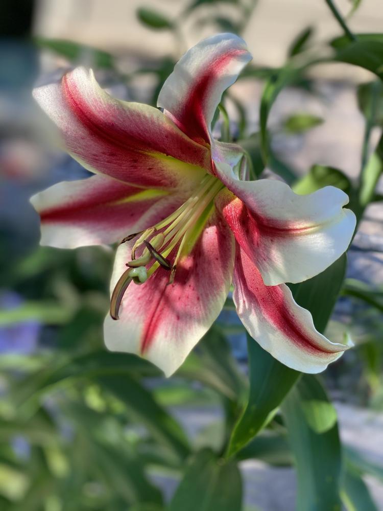 Photo of the bloom of Lily (Lilium 'Olympic Torch') posted by Legalily ...