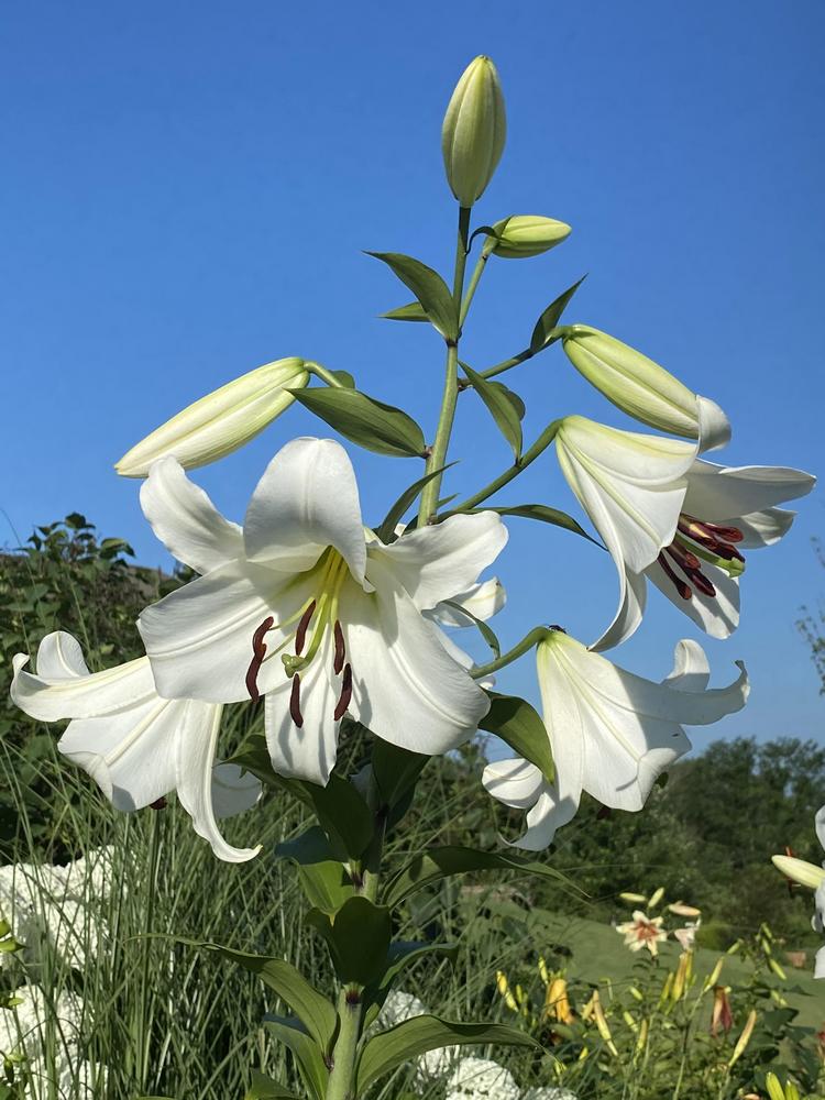 Lily (Lilium 'Maytime') in the Lilies Database - Garden.org