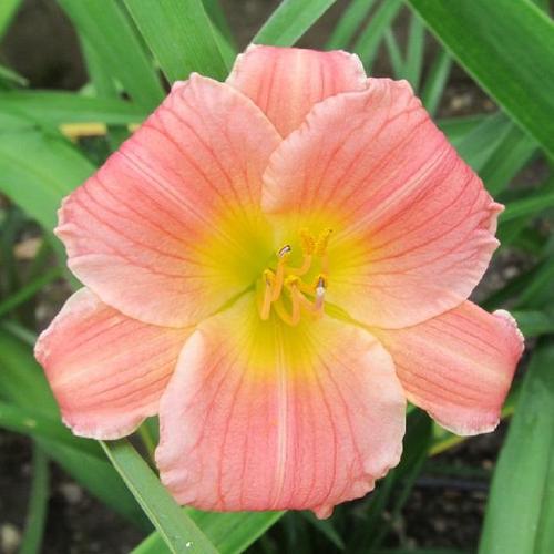 Daylily (Hemerocallis 'Longfields Piglet') in the Daylilies Database ...
