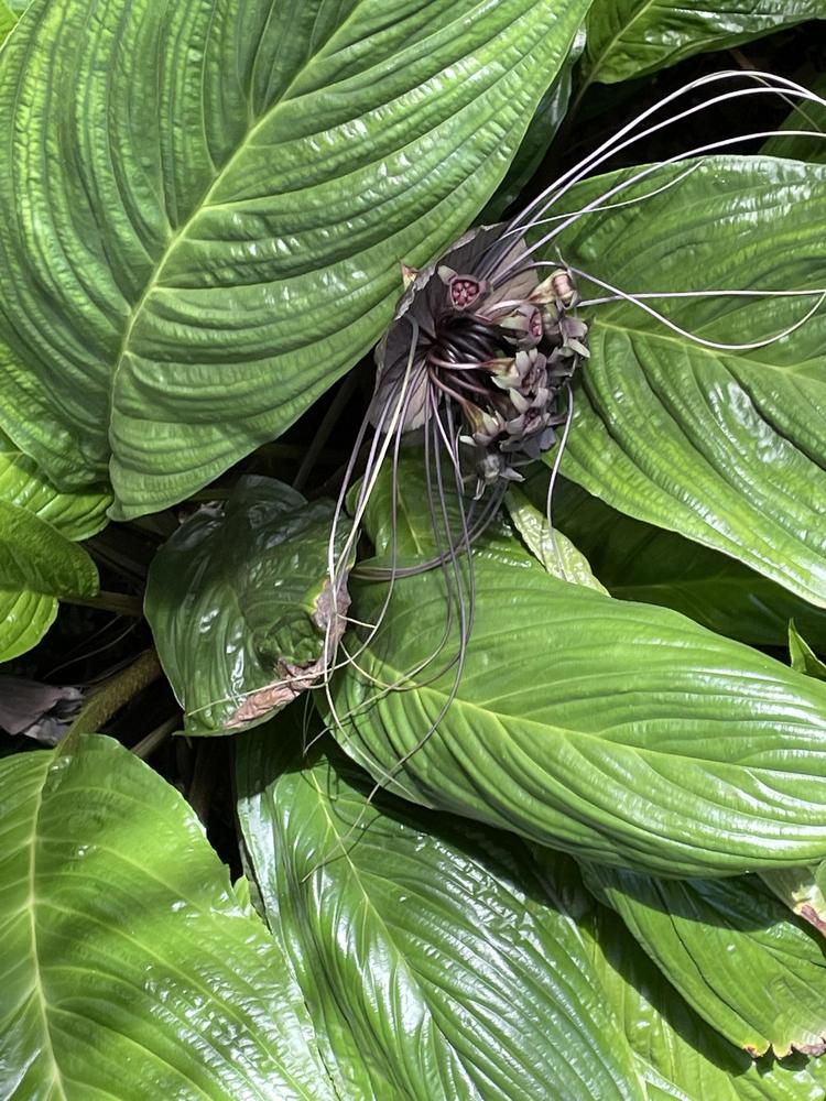 Photo of the entire plant of White Bat Flower (Tacca integrifolia ...