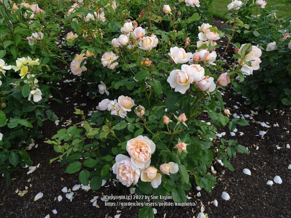 Photo of the entire plant of Rose (Rosa 'The Shepherdess') posted by ...