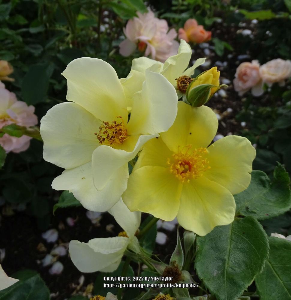 Photo of the bloom of Rose (Rosa 'Tottering-By-Gently') posted by ...