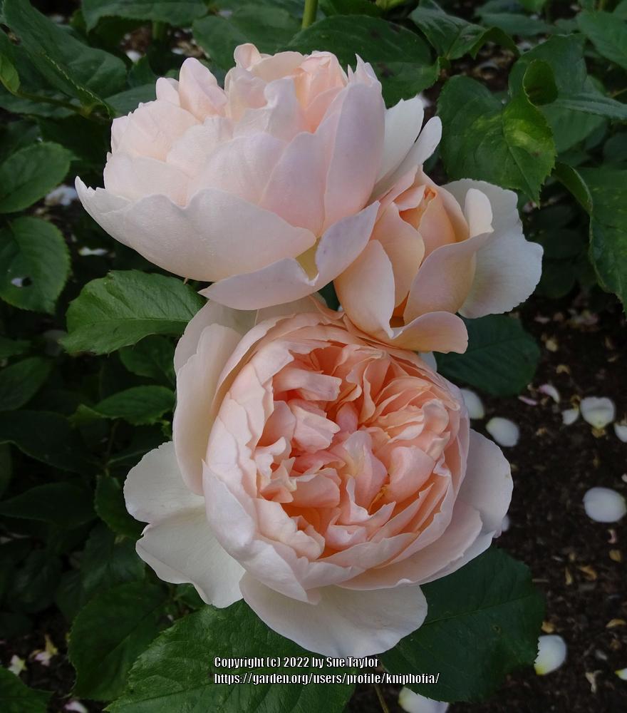 Photo of the bloom of Rose (Rosa 'The Shepherdess') posted by kniphofia ...