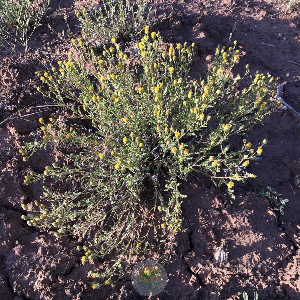 Rayless Tansy-Aster (Xanthisma grindelioides var. grindelioides ...