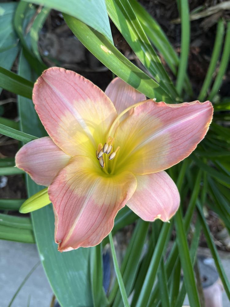 Daylily (Hemerocallis 'Princess Moonbeam') in the Daylilies Database ...