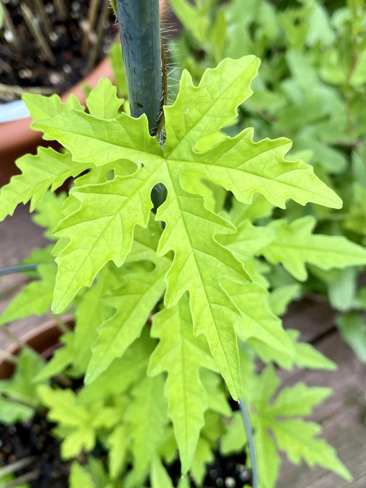 Photo of the leaves of Alamo Vine (Distimake dissectus) posted by ...