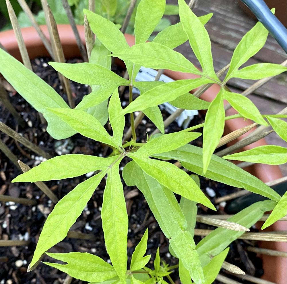 Photo of the leaves of Bumpy Convolvulaceae (Ipomoea tuberculata ...