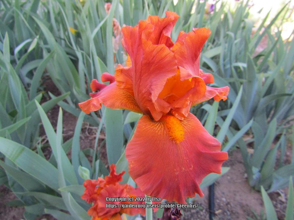 Photo of the bloom of Tall Bearded Iris (Iris 'Earthly Pleasures ...