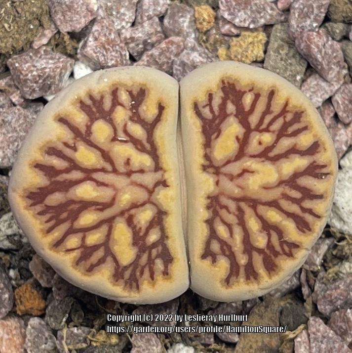 Photo of the entire plant of Lithops 'Kikukaseki' posted by ...