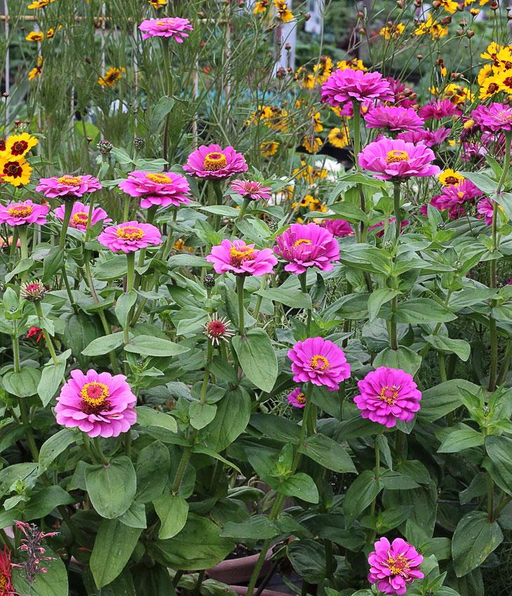 Photo of the entire plant of Double Zinnia (Zinnia 'Giant Violet Queen ...