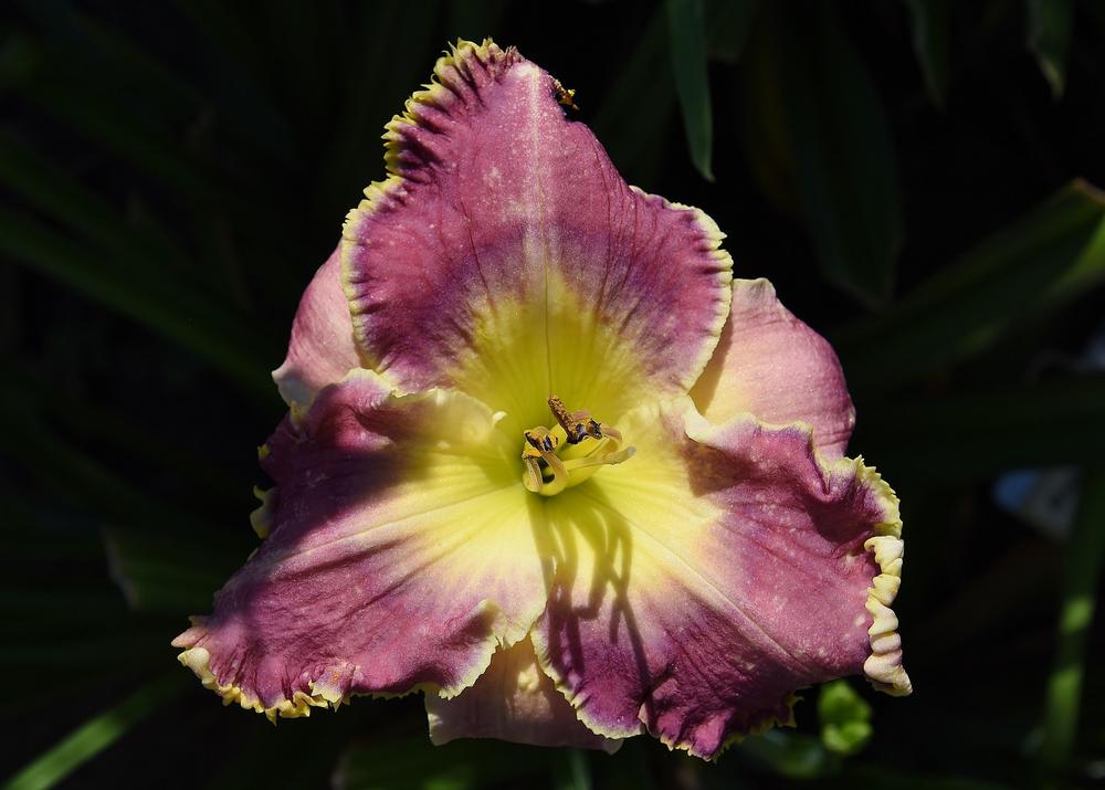 Photo of the bloom of Daylily (Hemerocallis 'Raspberry Eclipse') posted ...