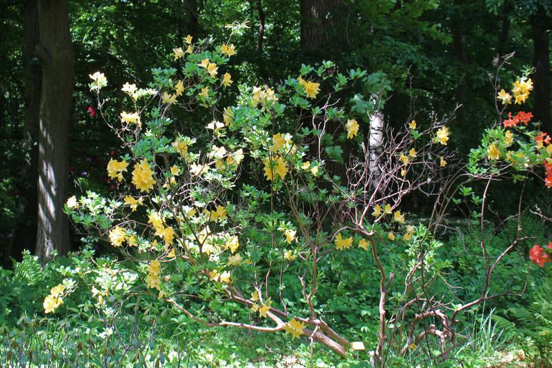 Photo of the entire plant of Pontic Azalea (Rhododendron luteum) posted ...